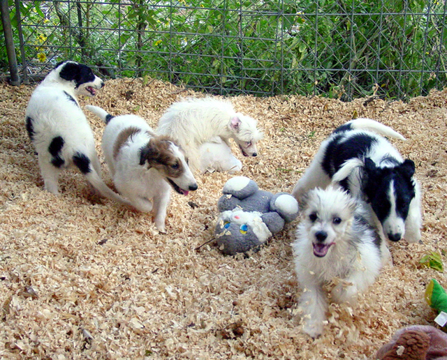 Chinese Cresteds at Gentle Giants Rescue and Adoptions